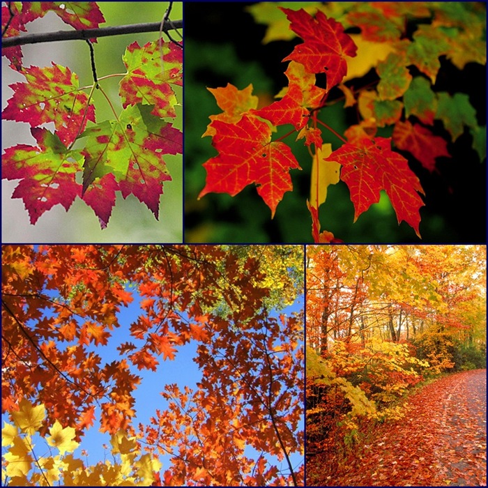 Ooh's World: FALL Has Begun..!!